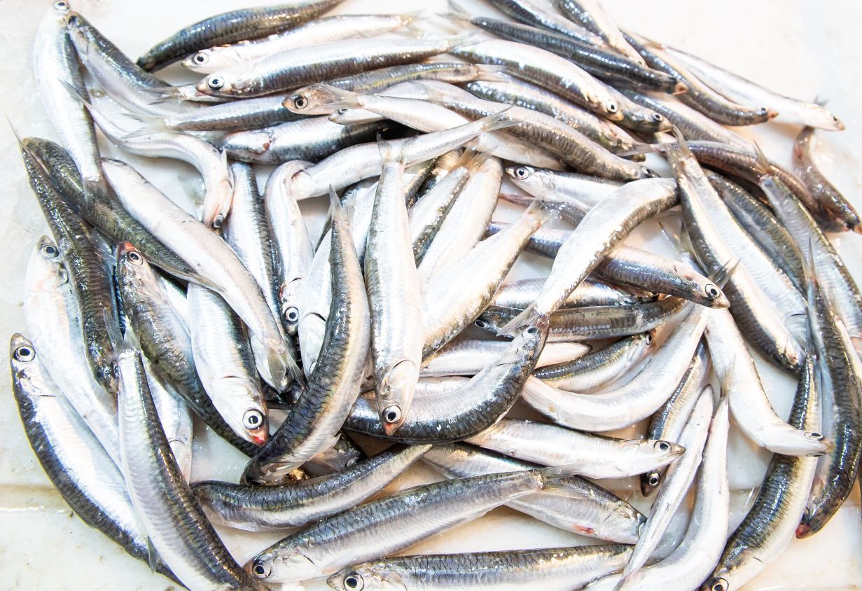 Boquerón Gordo - Descuentos alminuto